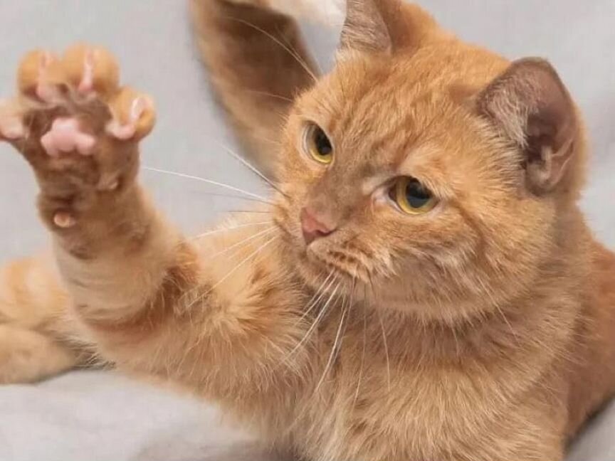 Тэффи нуждается в помощи