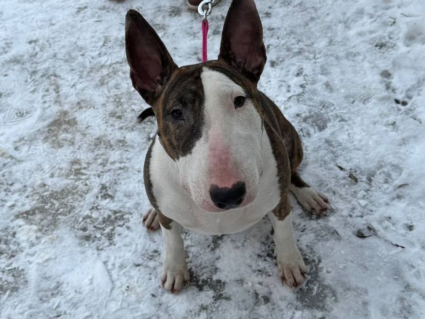 Стандартный бультерьер