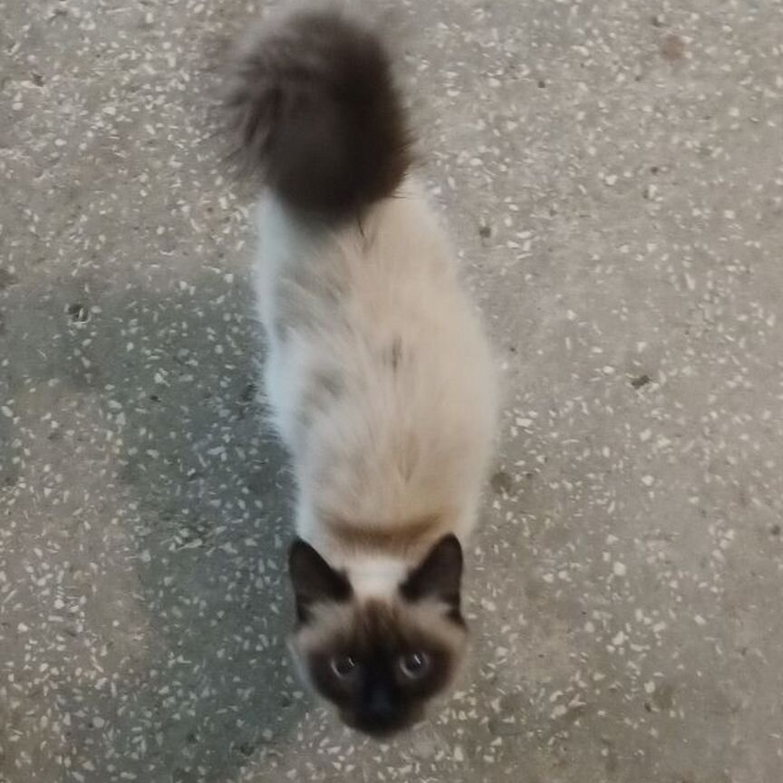 Сиамская кошка