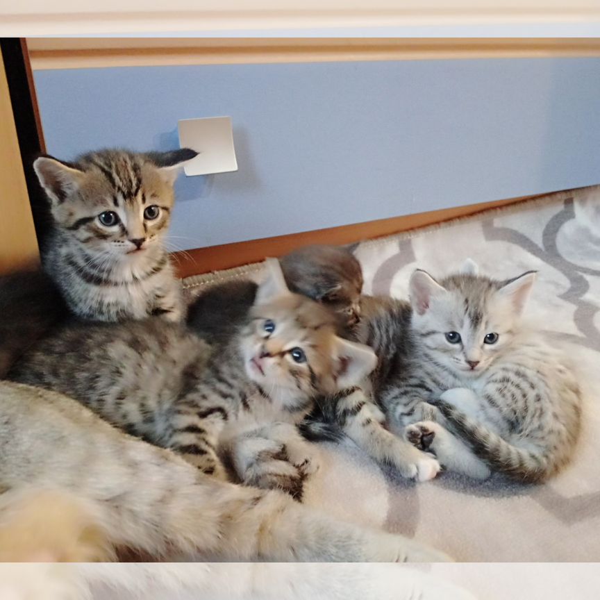 Британские котята