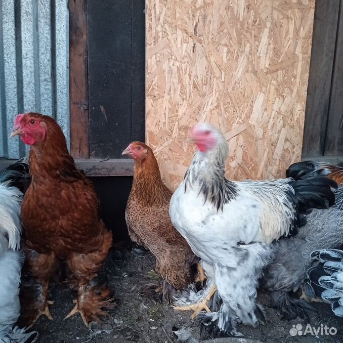 Петухи брама 6 месяцев