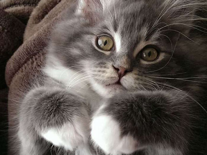 Котята, котёнок в добрые руки, в дар