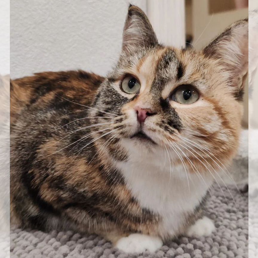 Взрослая, кошка в добрые руки