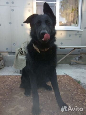 Немецкая овчарка
