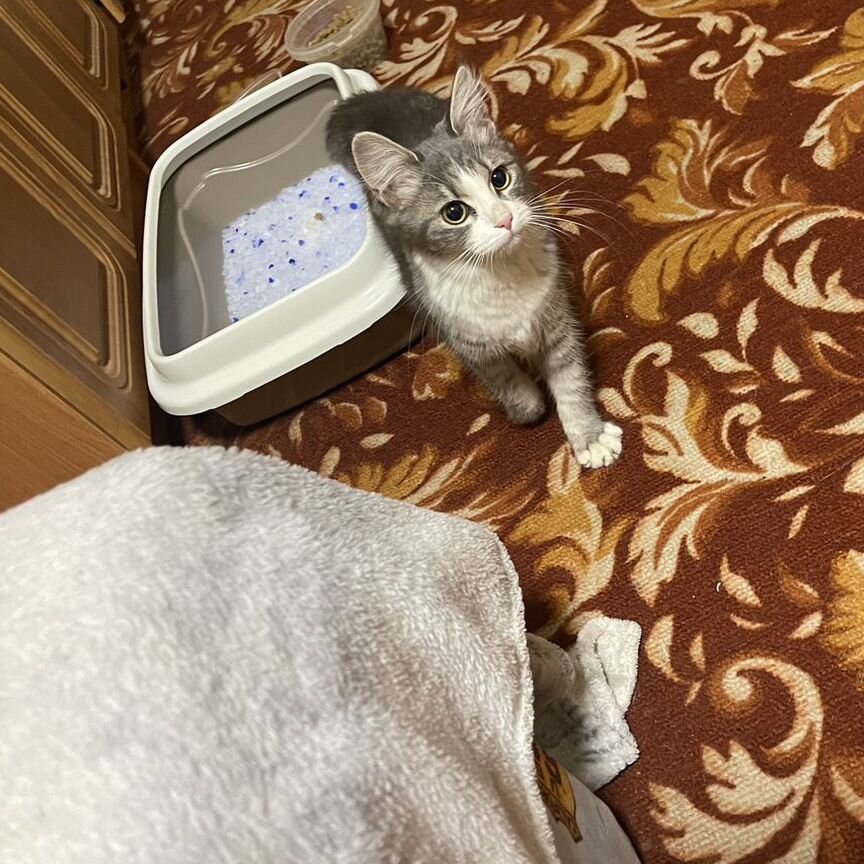 Котёнок в добрые руки