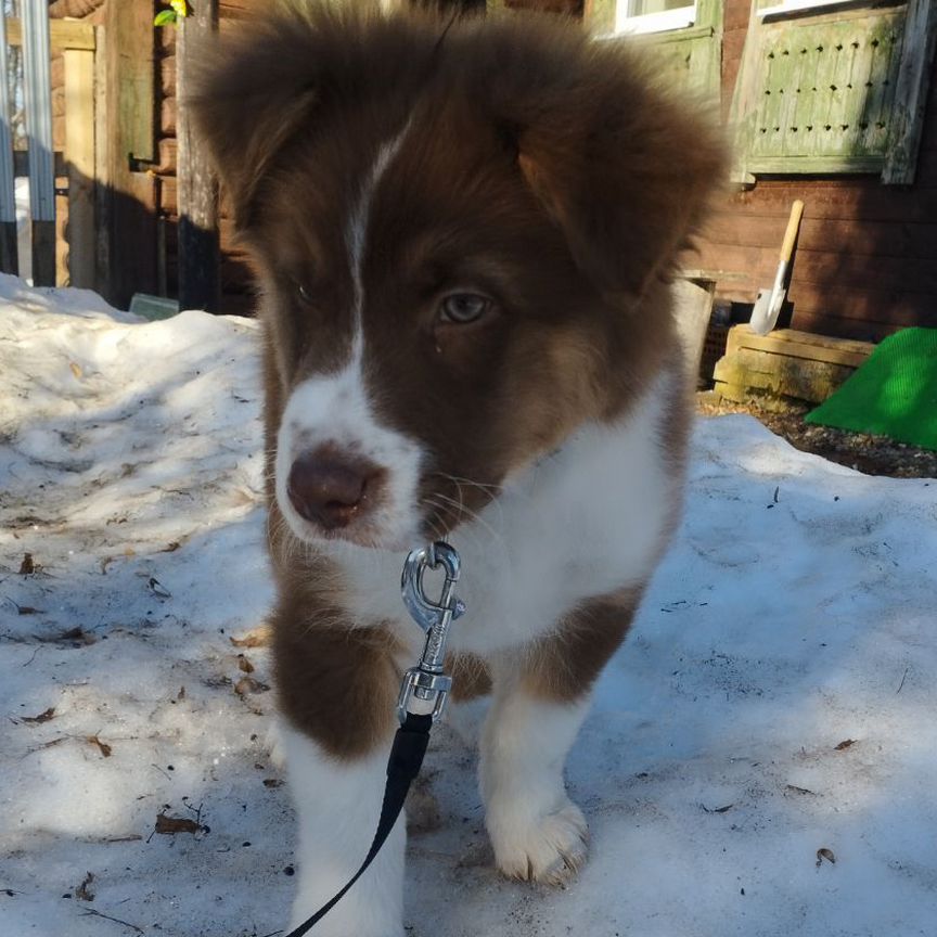 Австралийская овчарка, щенок