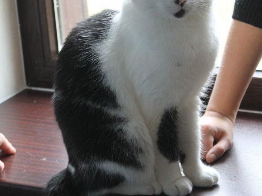 Ласковая кошечка Марыся в дар