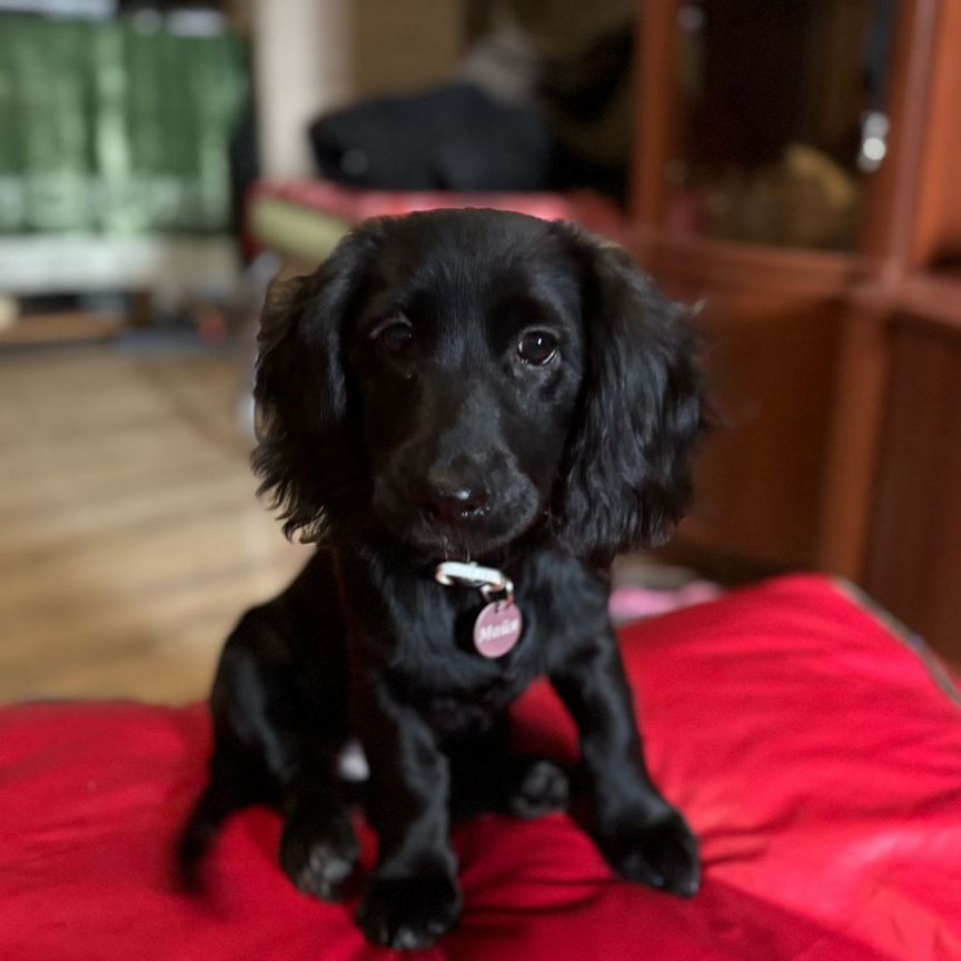 Щенок в добрые руки