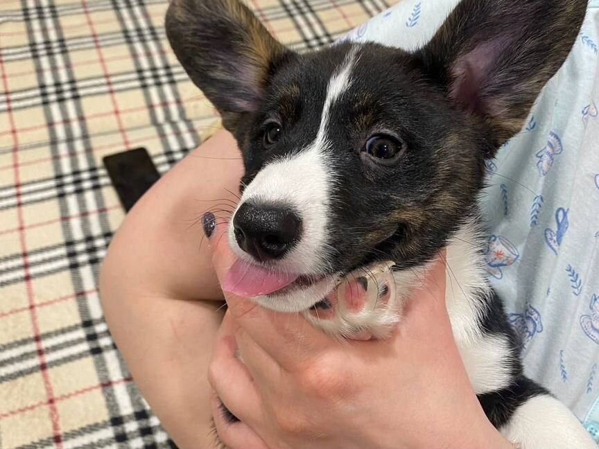 Собака-улыбаки-корги-кардиганы