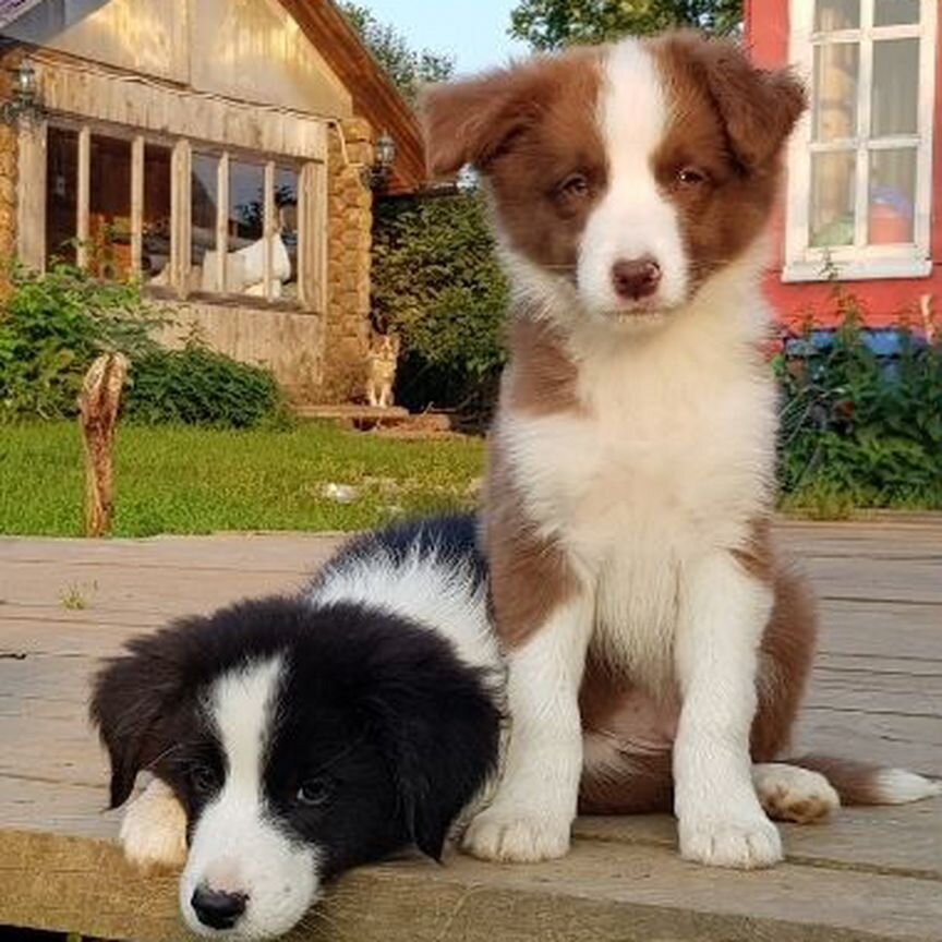 Щенки бордер колли