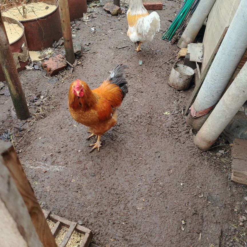 Молодые петушки