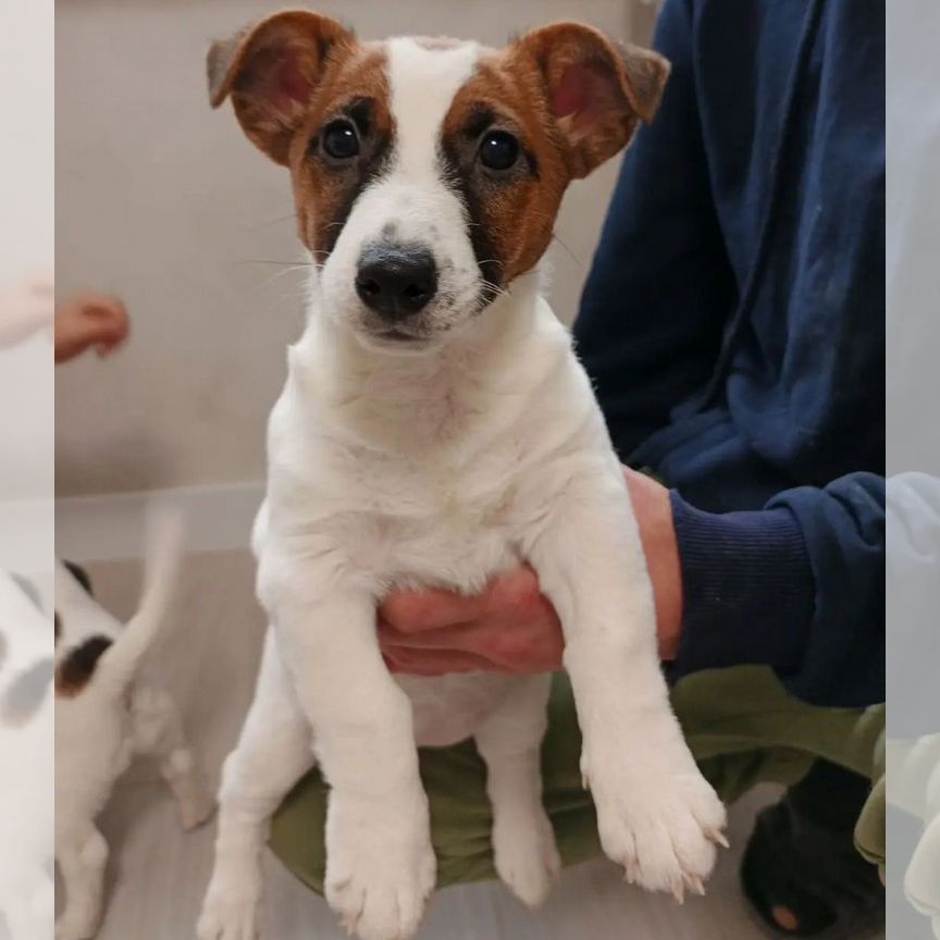 Джек-рассел-терьер, щенок