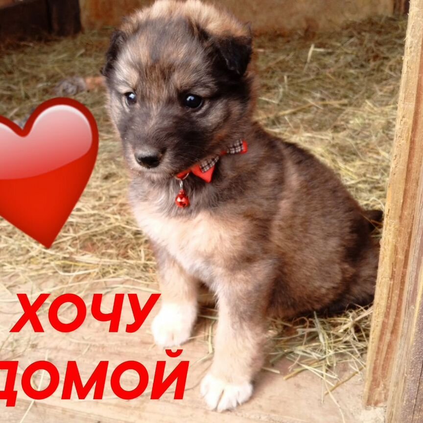 Щенок в добрые руки
