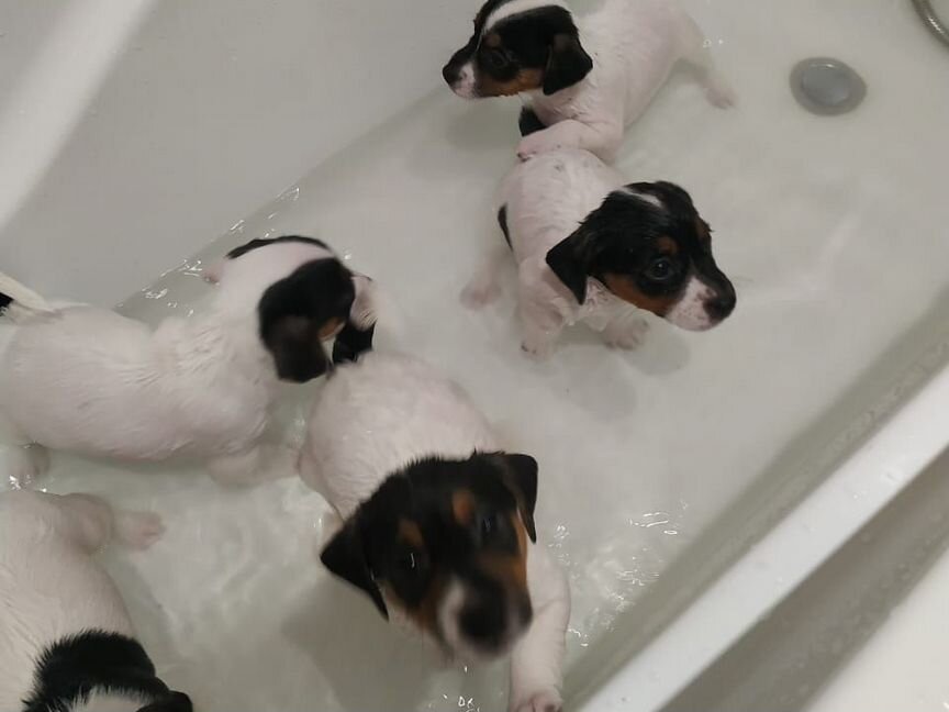 Щенки Джек рассел терьер гладкошерстные триколор