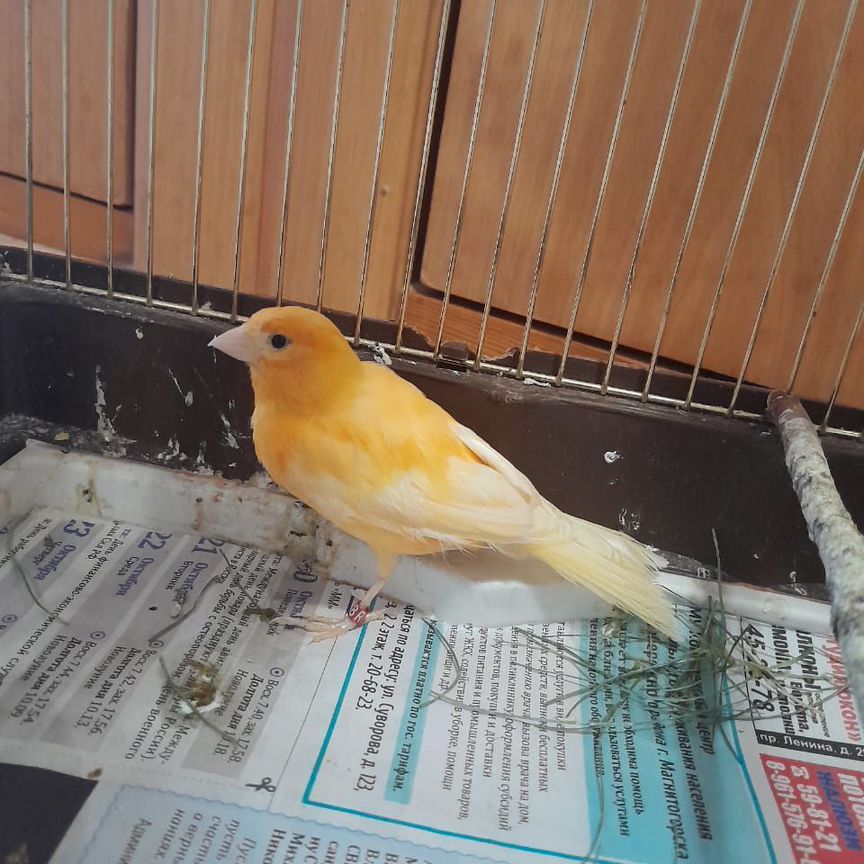 Канарейка самка