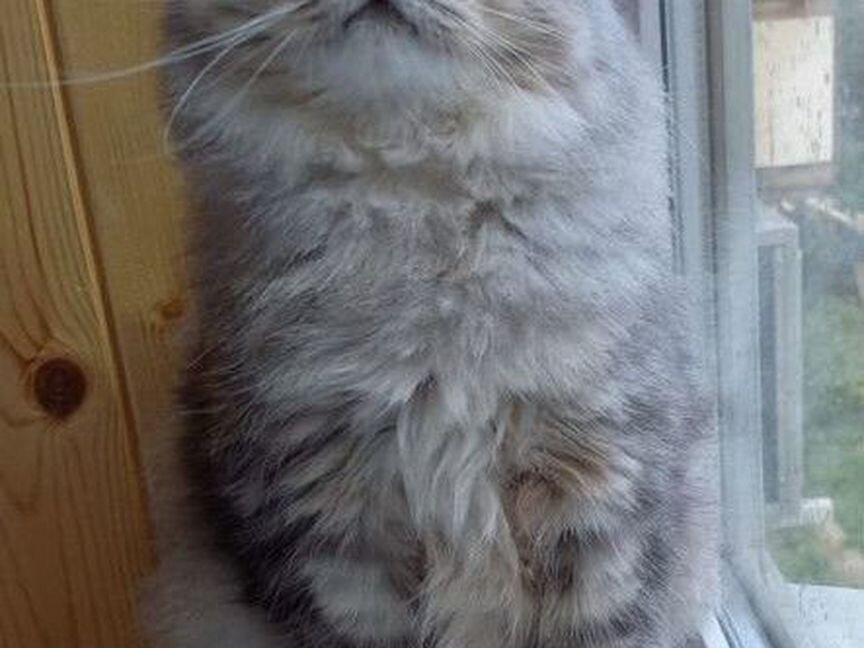 Кошка в дар