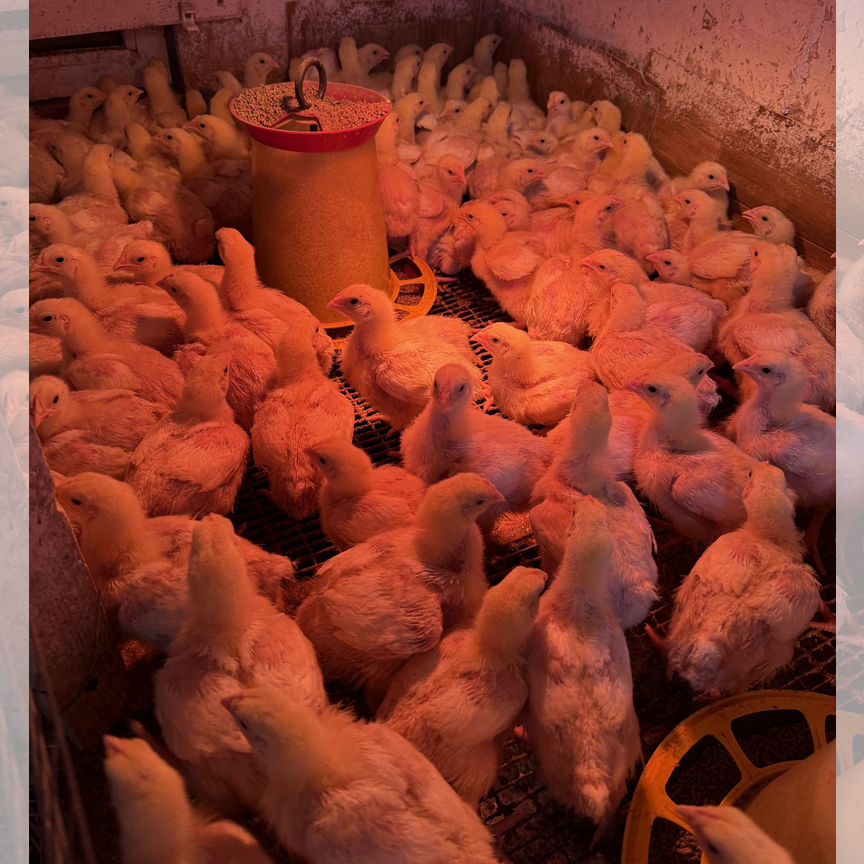 Подрощенный бройлер