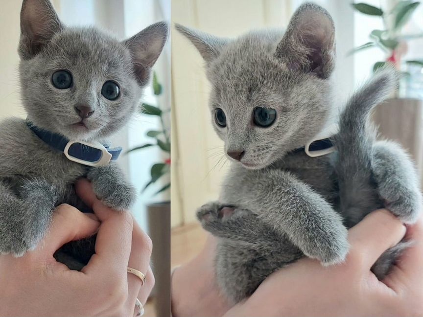 Котята русская голубая