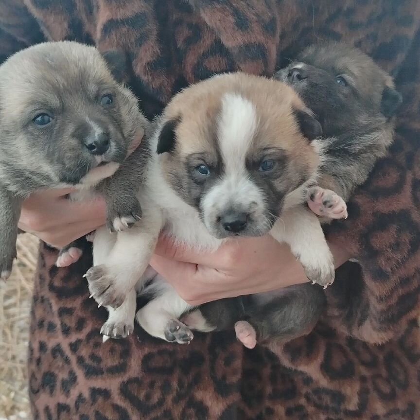 Щенки в добрые руки