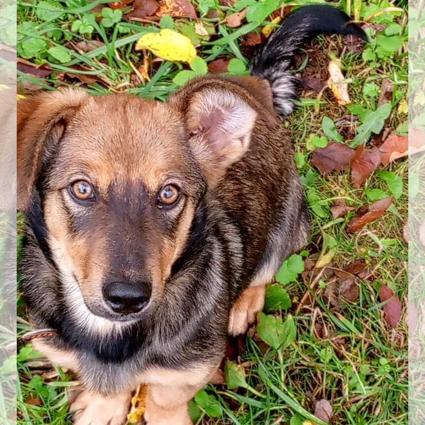 Щеночки маленькой собачки