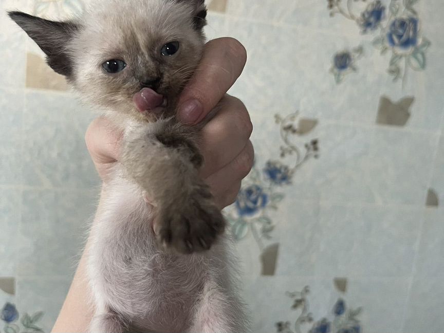 Котята сфинкс бесплатно