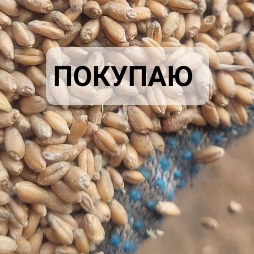 Овес ячмень пшеница