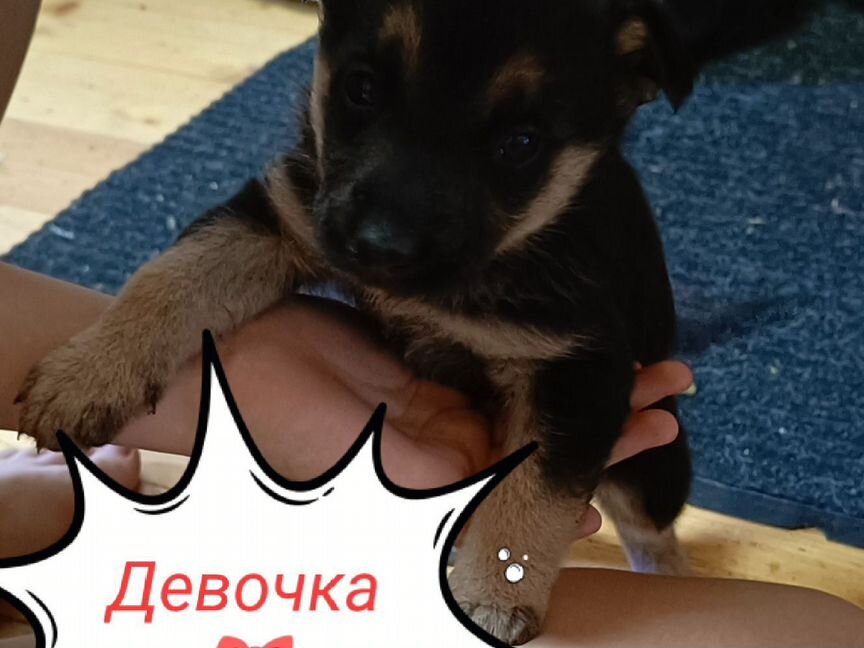Щенки от немки в добрые руки