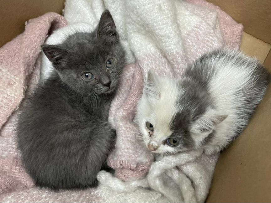 Маленькие котята девочки