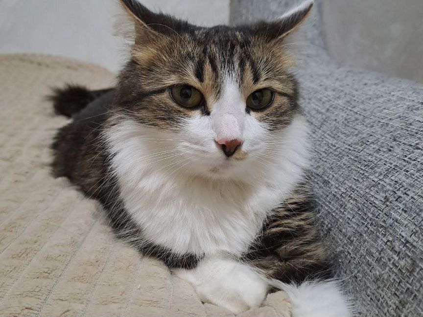 Неужели во всем городе нет человека для кошки