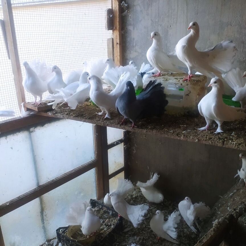 Продажа голубей