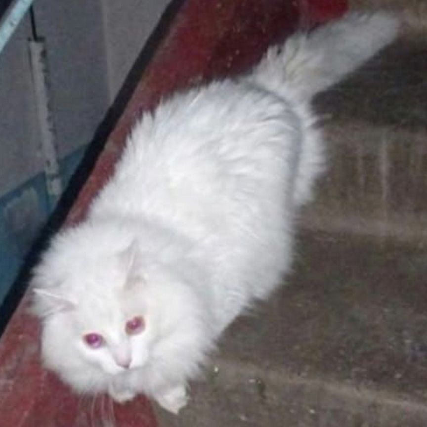 Турецкая ангора, взрослый кот