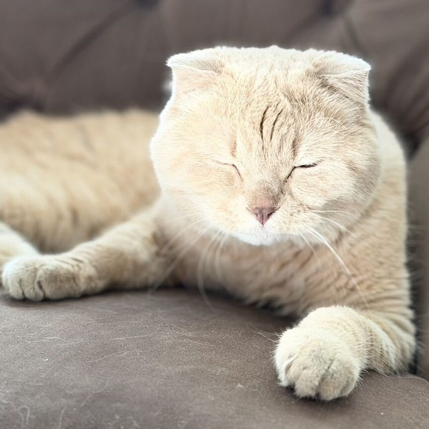 Шотландский вислоухий короткошёрстный, взрослый кот