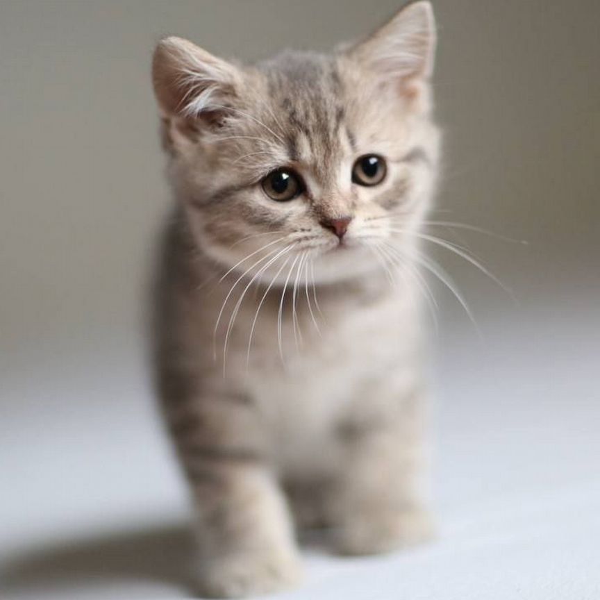 Шотландский прямоухий короткошёрстный котёнок