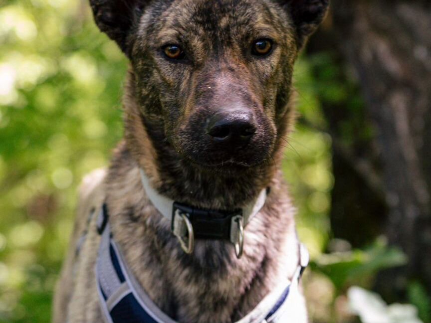 Ариша в поиске семьи