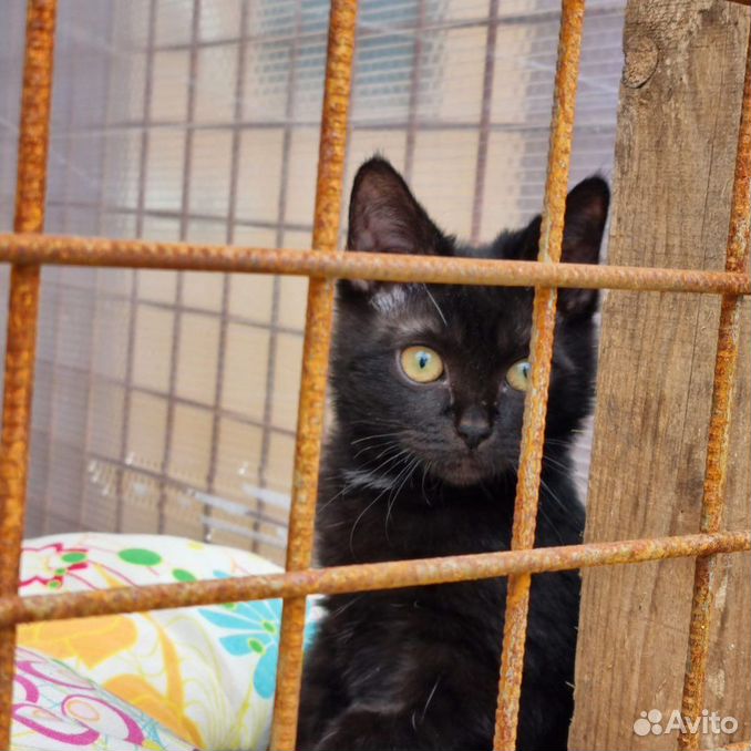 Котенок Лекс. Повредили позвоночник, но поправился
