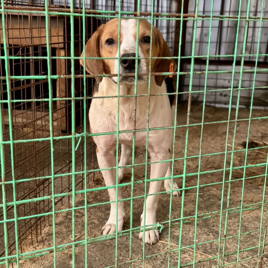 Взрослая собака в добрые руки