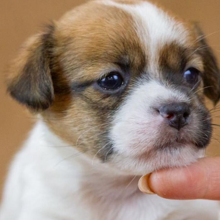 Джек-рассел-терьер, щенок