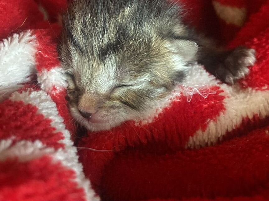 Котенок в добрые руки