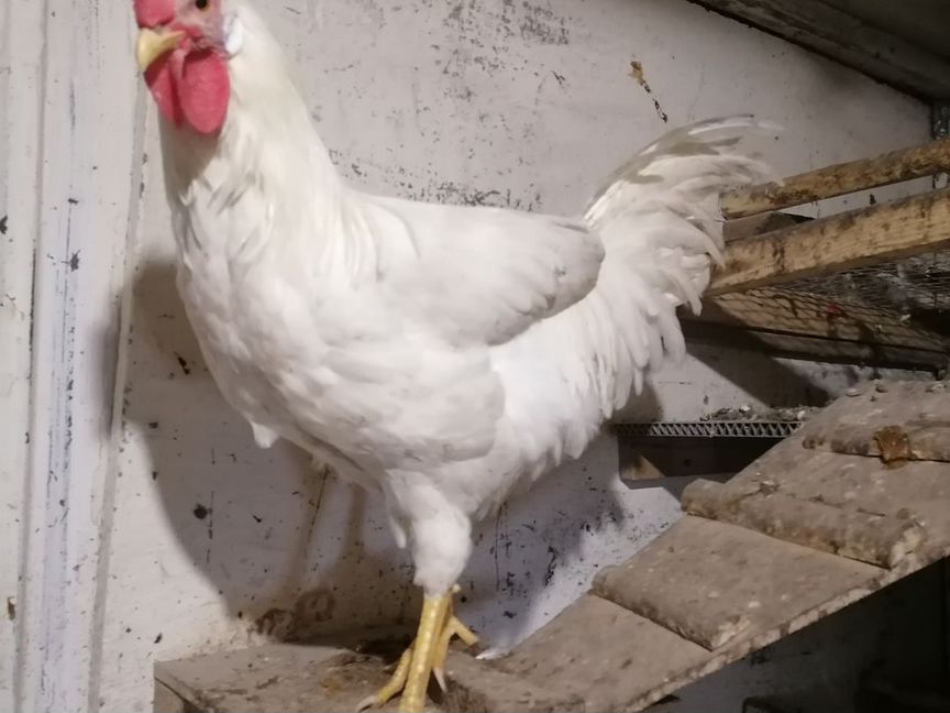 Куры петухи