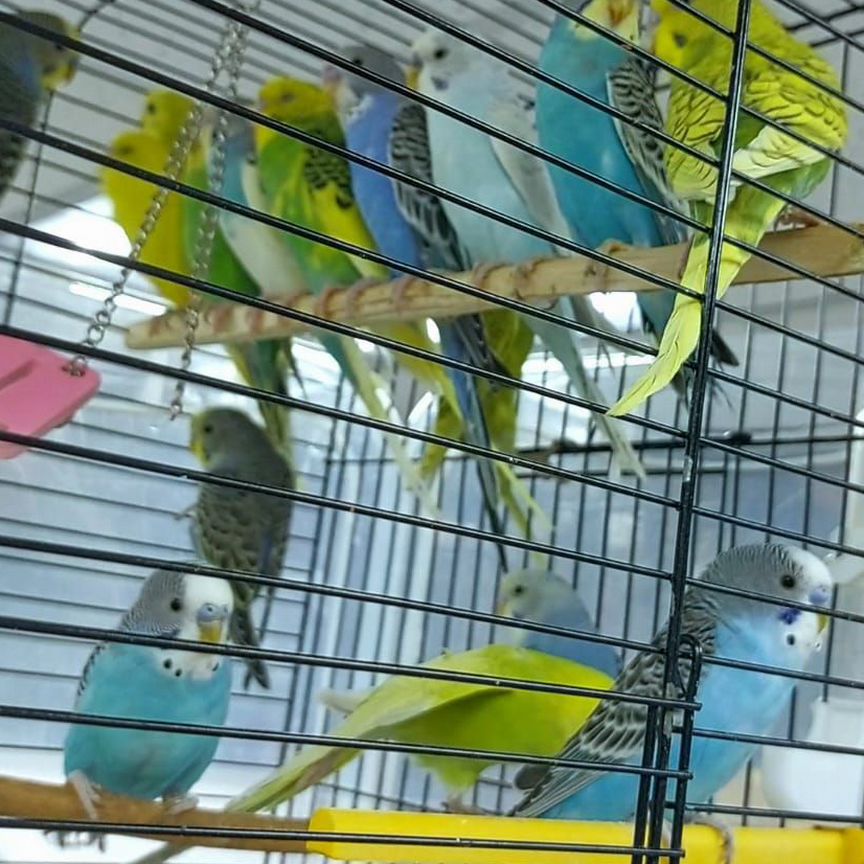 Волнистый попугай