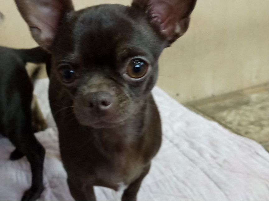 Мини шоколадки