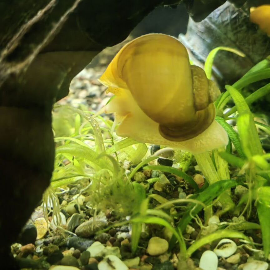 Ампулярия Улитка 3 см