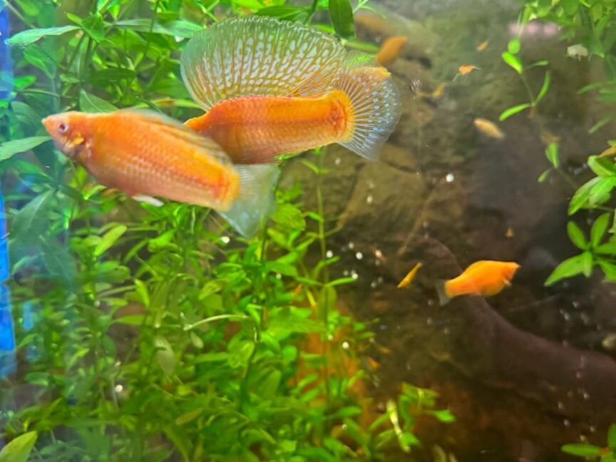 Аквариумные рыбки молинезии велифера