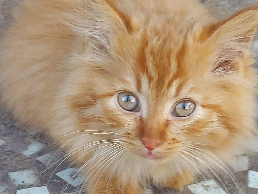 Котик в добрые руки