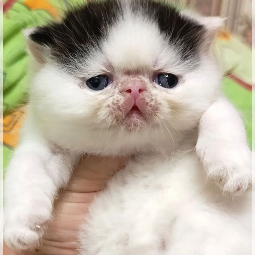 Экзотический короткошёрстный котёнок