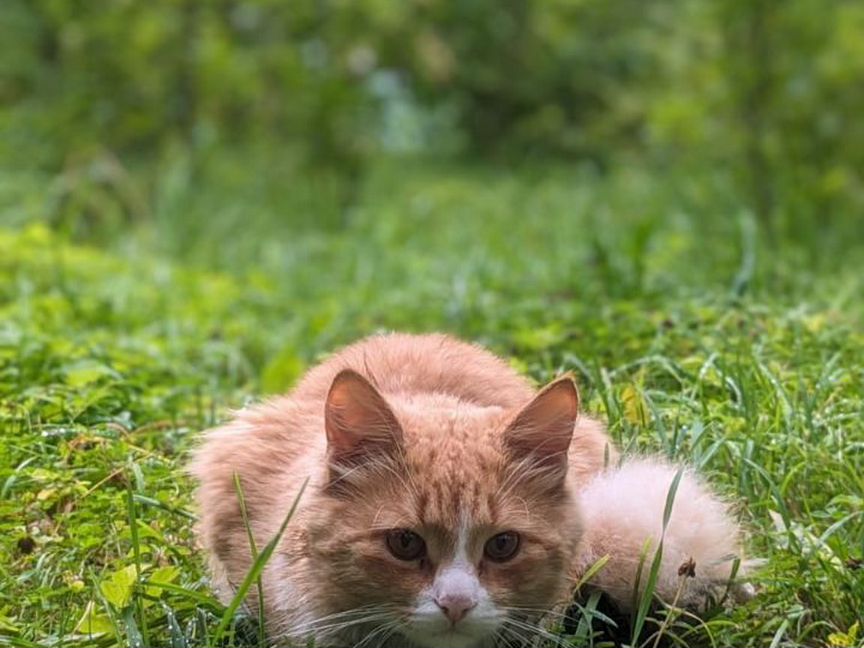 Кот
