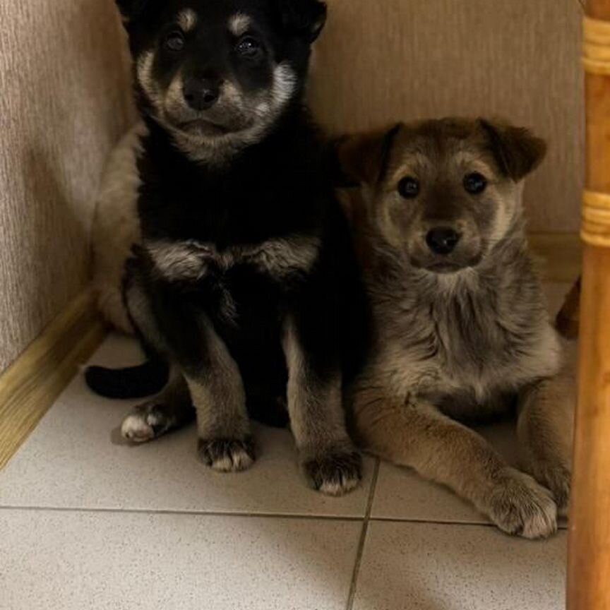 Щенок в добрые руки