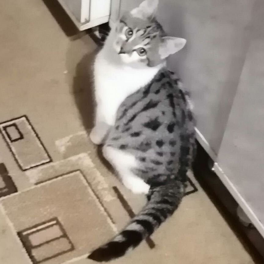 Котёнок в добрые руки