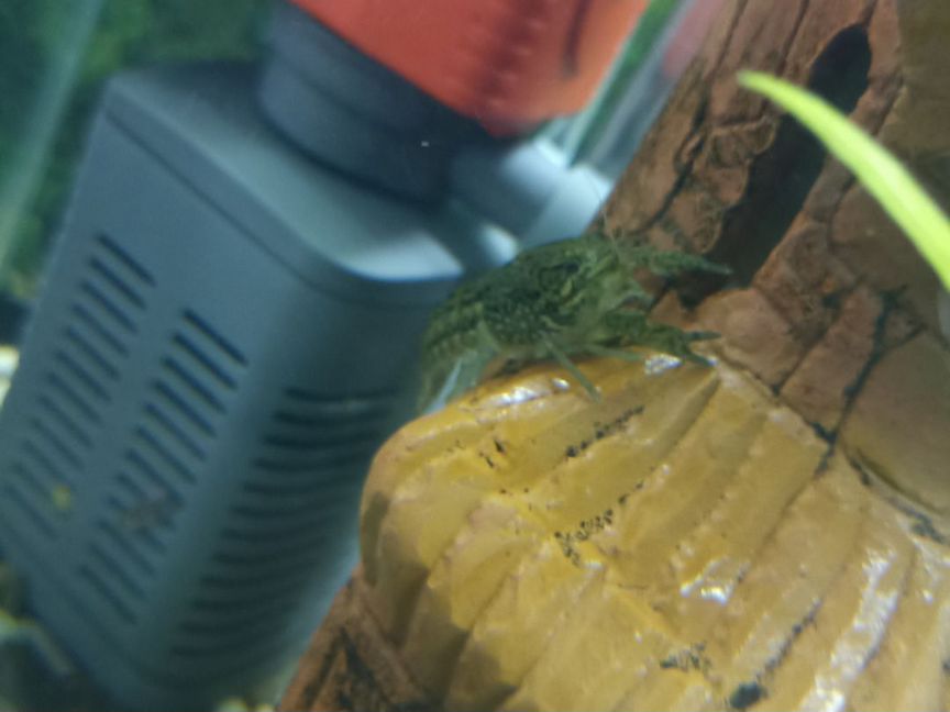 Мраморный рак