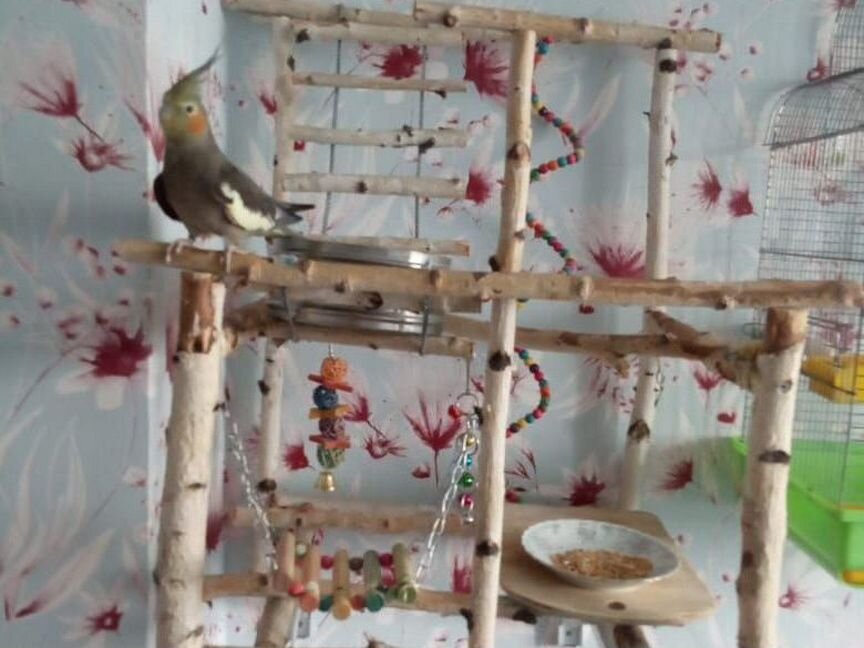 Попугай корелла с клеткой и игровым стендом